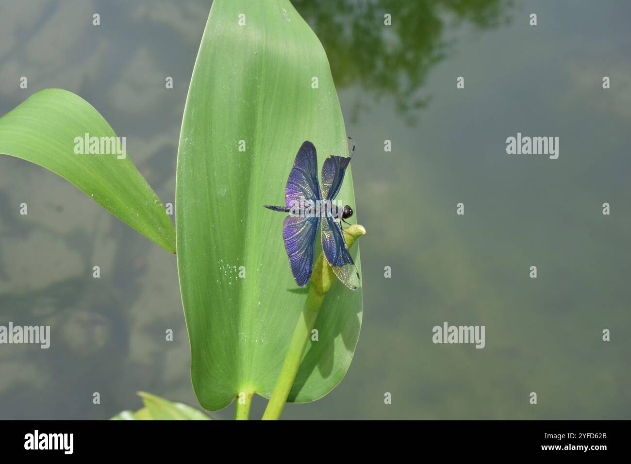 Butterfly Flutterer (Rhyothemis fuliginosa Stock Photo - Alamy