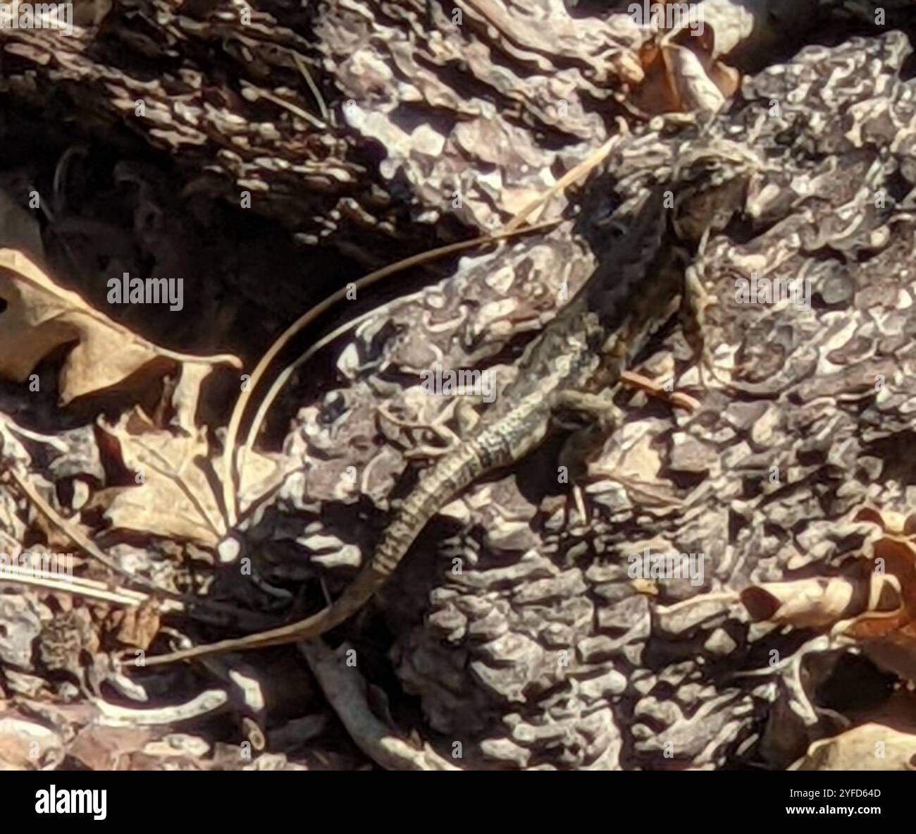 Southern Sagebrush Lizard (Sceloporus vandenburgianus Stock Photo - Alamy
