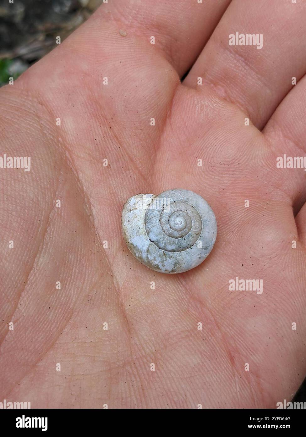 White-lip Globe Snail (Mesodon thyroidus Stock Photo - Alamy