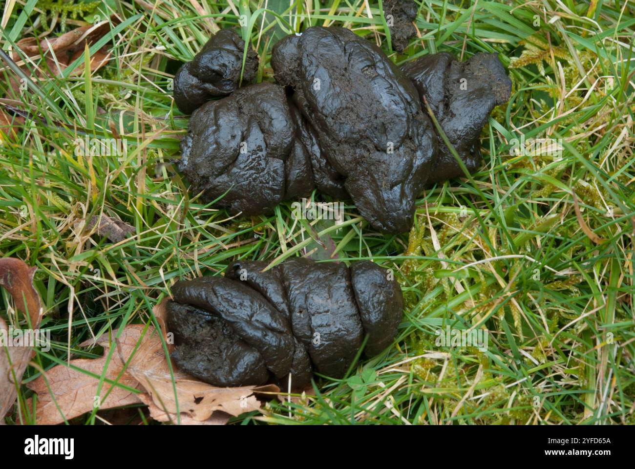 Deer droppings hi-res stock photography and images - Alamy