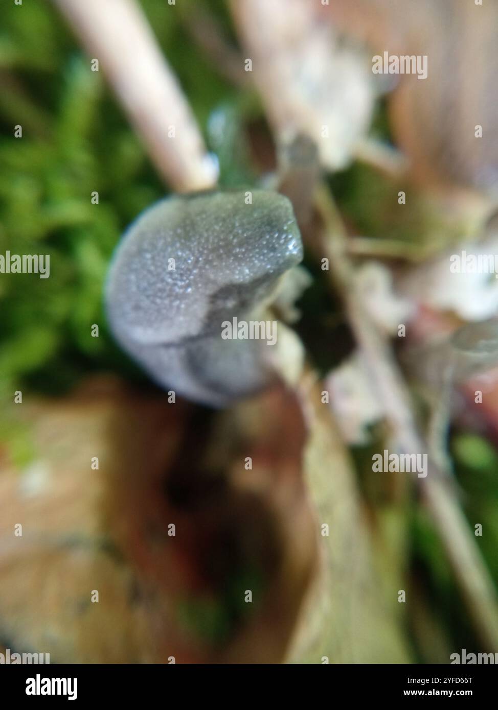 Common Land Snails and Slugs (Stylommatophora Stock Photo - Alamy