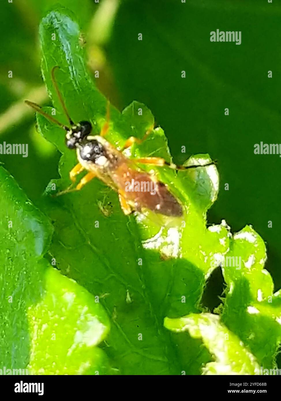 Common Hover Fly Parasitoid Wasp (Diplazon laetatorius Stock Photo - Alamy