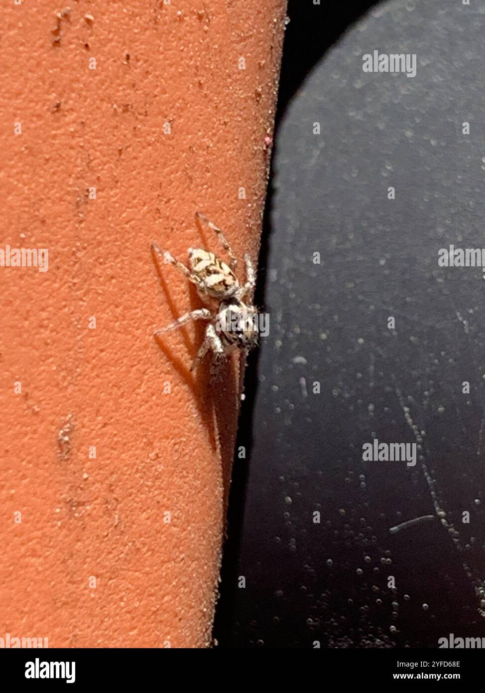 Zebra Jumping Spider (Salticus scenicus Stock Photo - Alamy