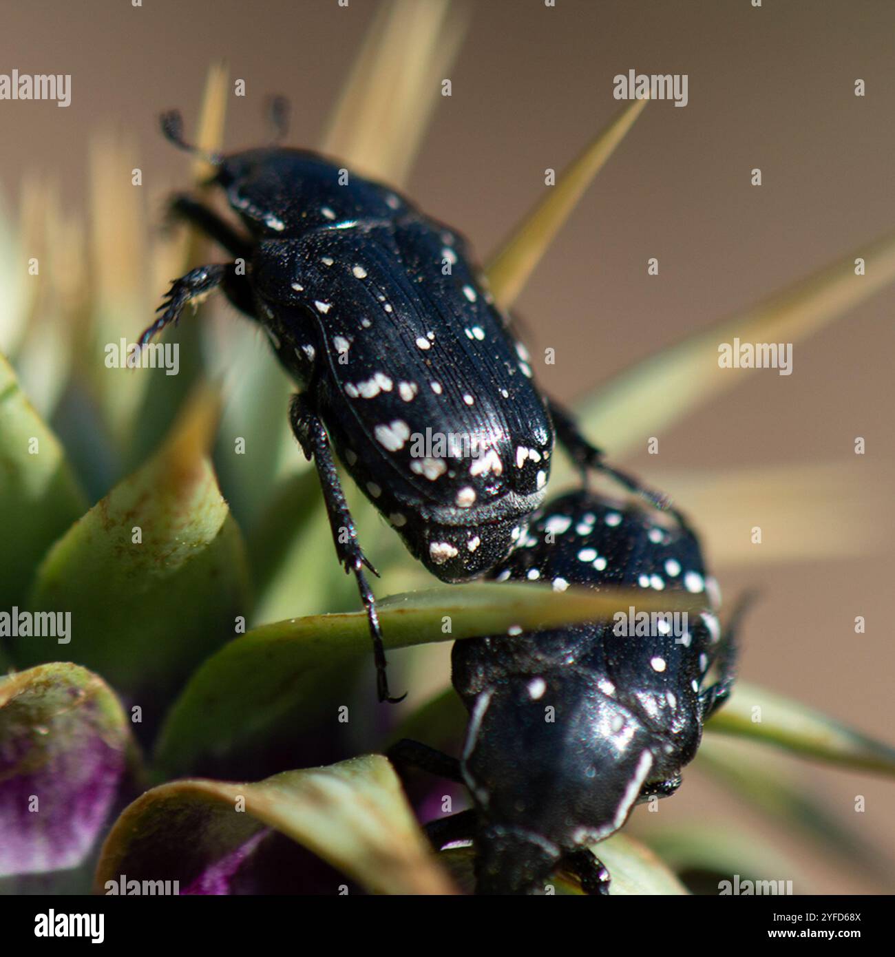 Middle eastern flower scarab hi-res stock photography and images - Alamy