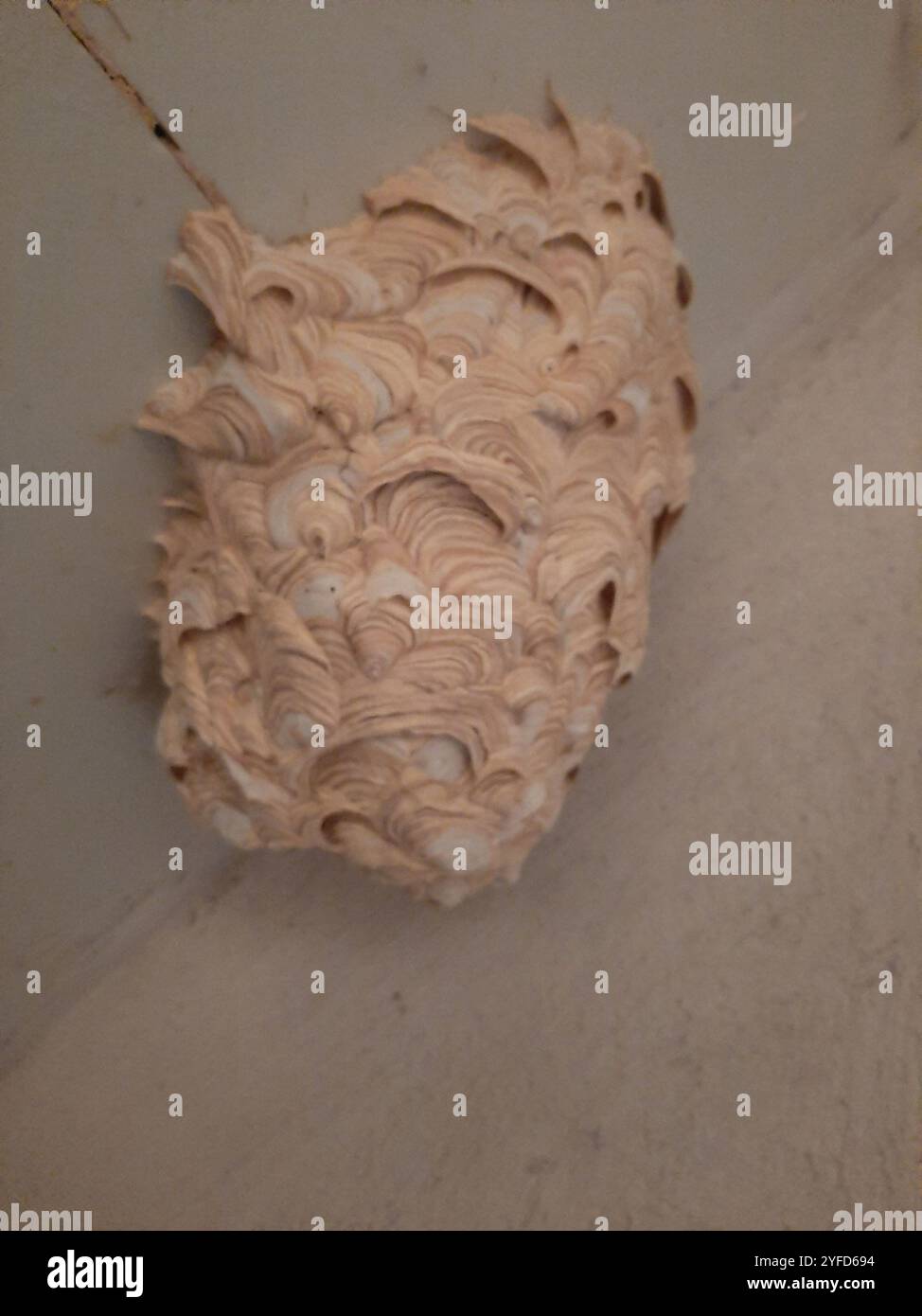 Hornets and Yellowjackets (Vespinae Stock Photo - Alamy