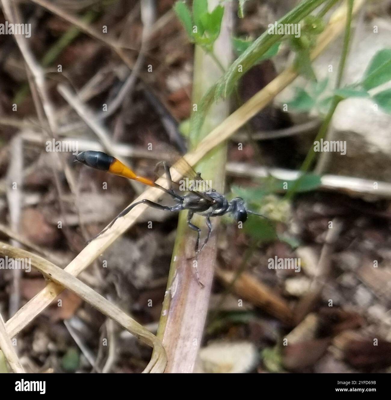 Common Thread-waisted Wasp (Ammophila procera Stock Photo - Alamy