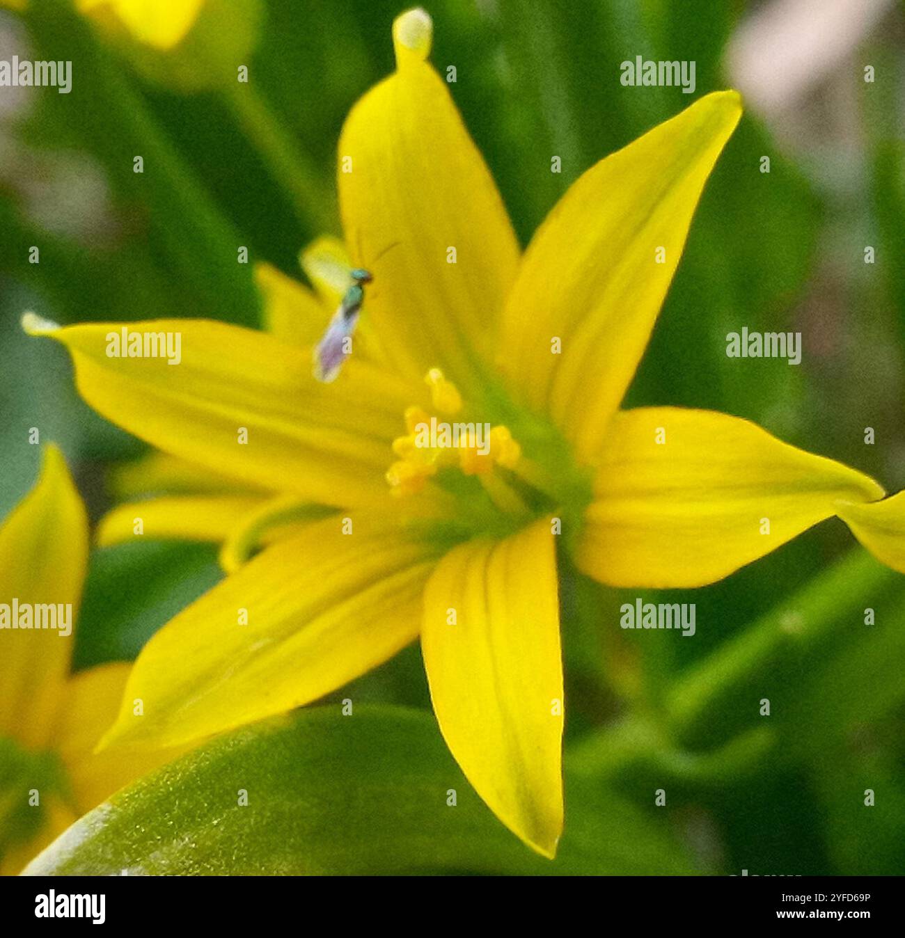 Chalcidoid Wasps (Chalcidoidea Stock Photo - Alamy
