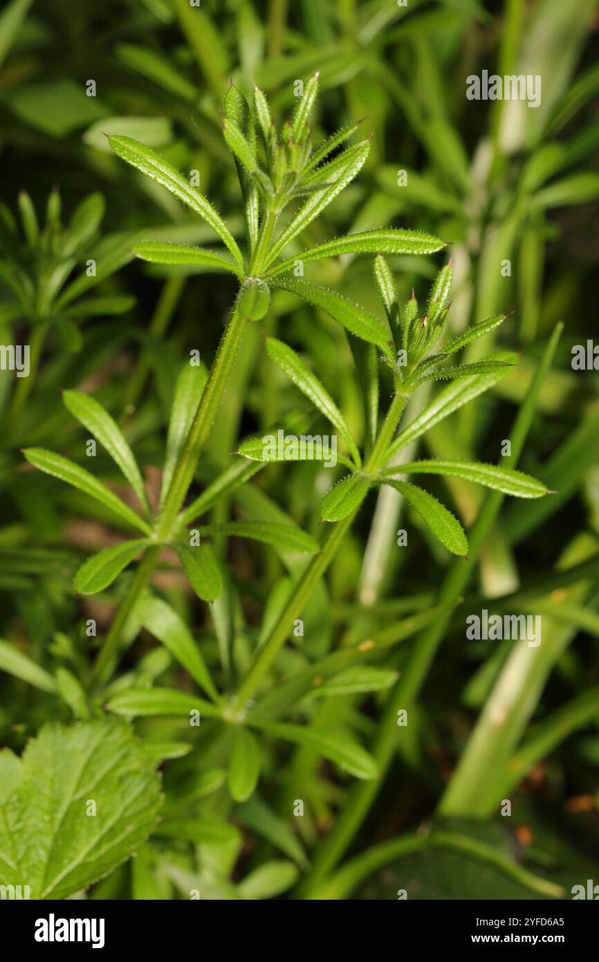 catchweed bedstraw (Galium aparine Stock Photo - Alamy