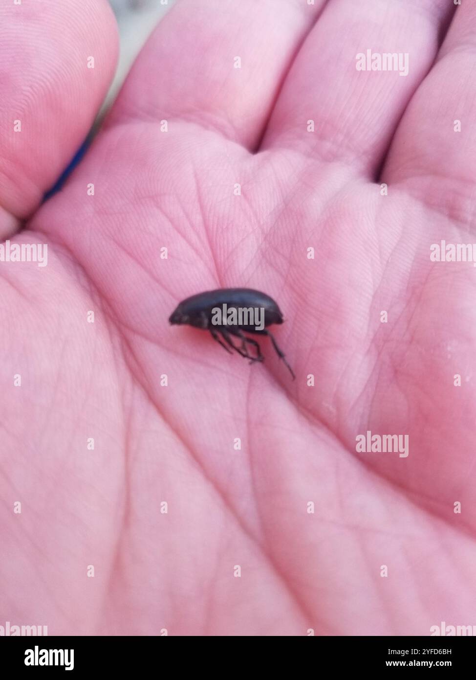 Cucujiform Beetles (Cucujiformia Stock Photo - Alamy