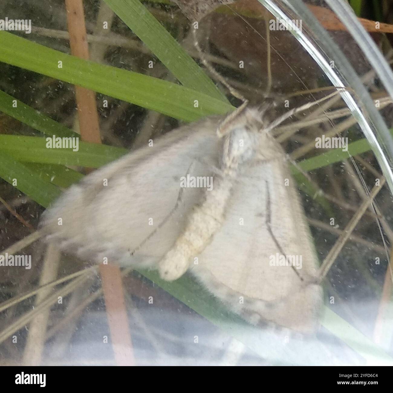 Treble Bar (Aplocera plagiata Stock Photo - Alamy