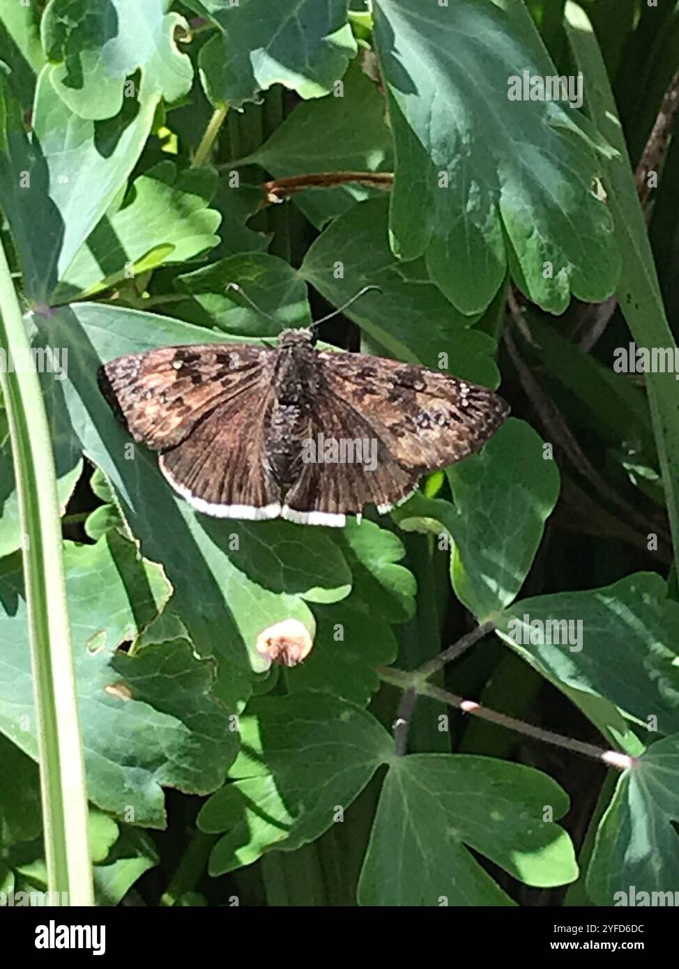 Mournful Duskywing (Erynnis tristis Stock Photo - Alamy