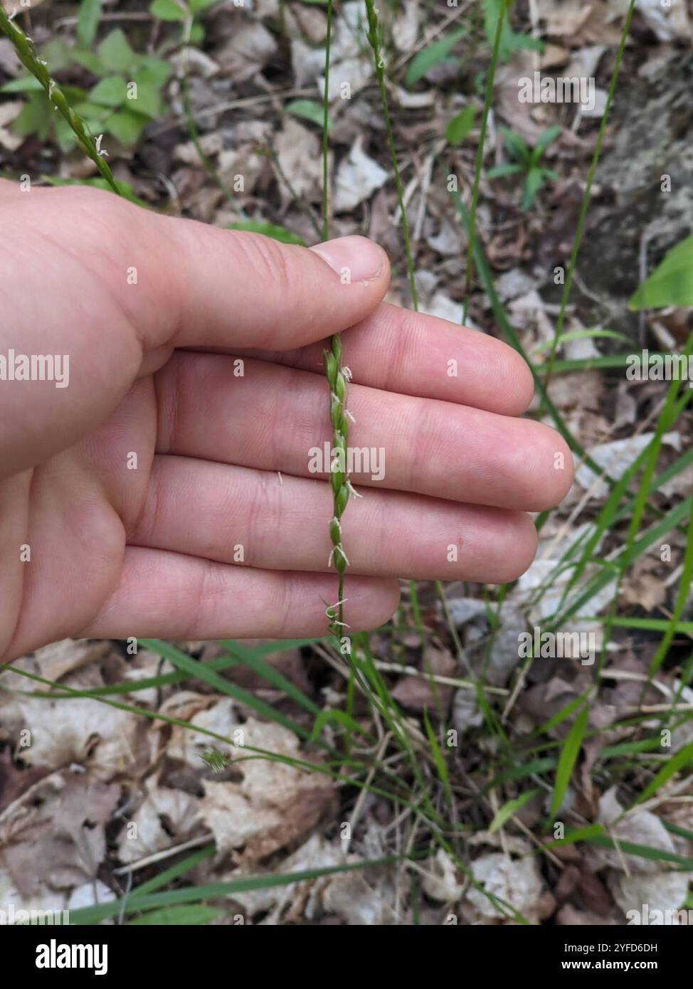 White-grained Mountain-ricegrass (Oryzopsis asperifolia Stock Photo - Alamy