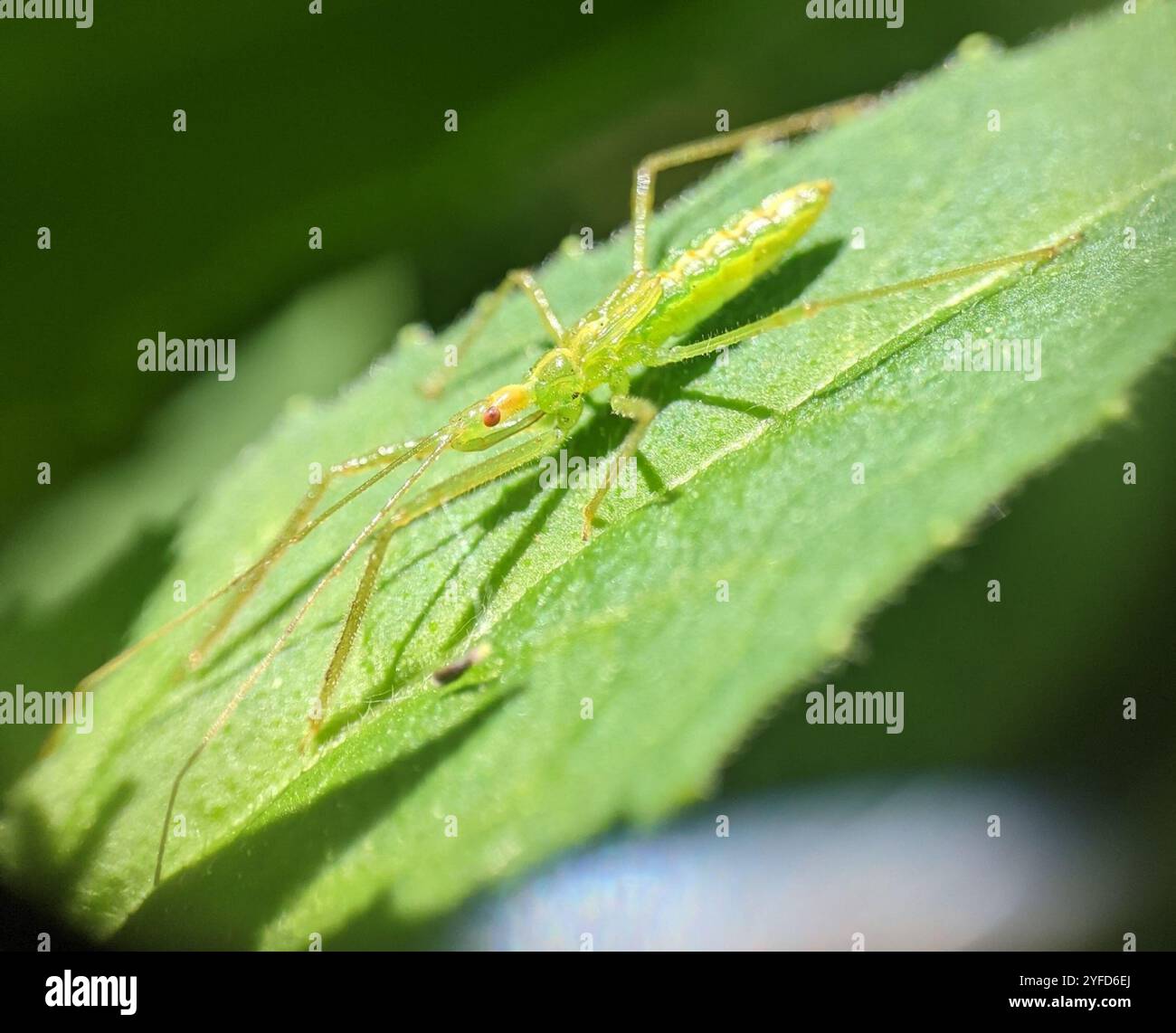 Pale green assassin bug zelus luridus hi-res stock photography and ...