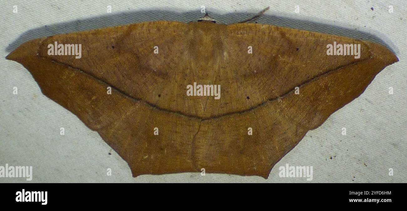 Large Maple Spanworm Moth (Prochoerodes lineola Stock Photo - Alamy