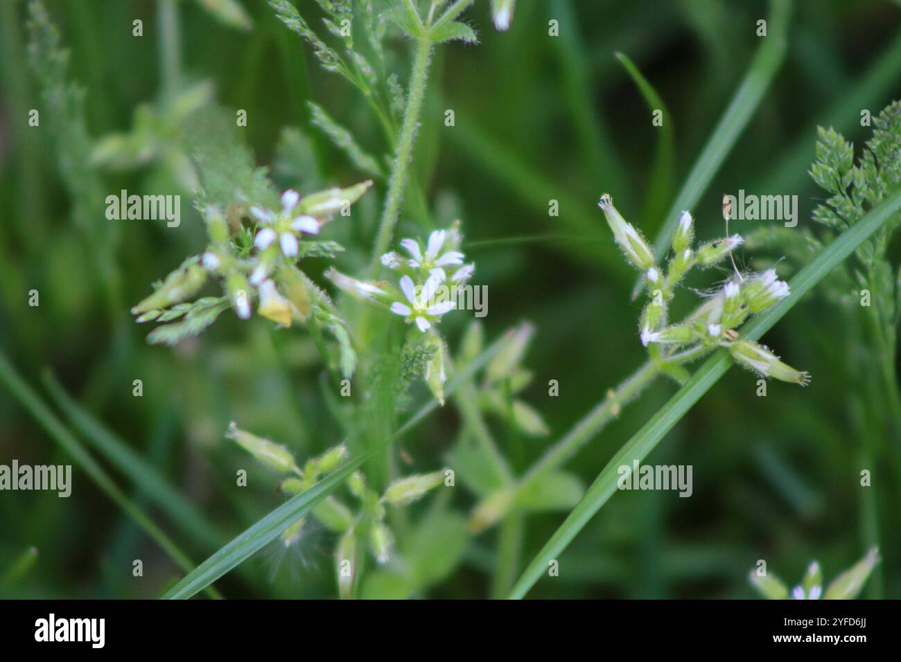 Sticky mouse-ear chickweed (Cerastium glomeratum Stock Photo - Alamy