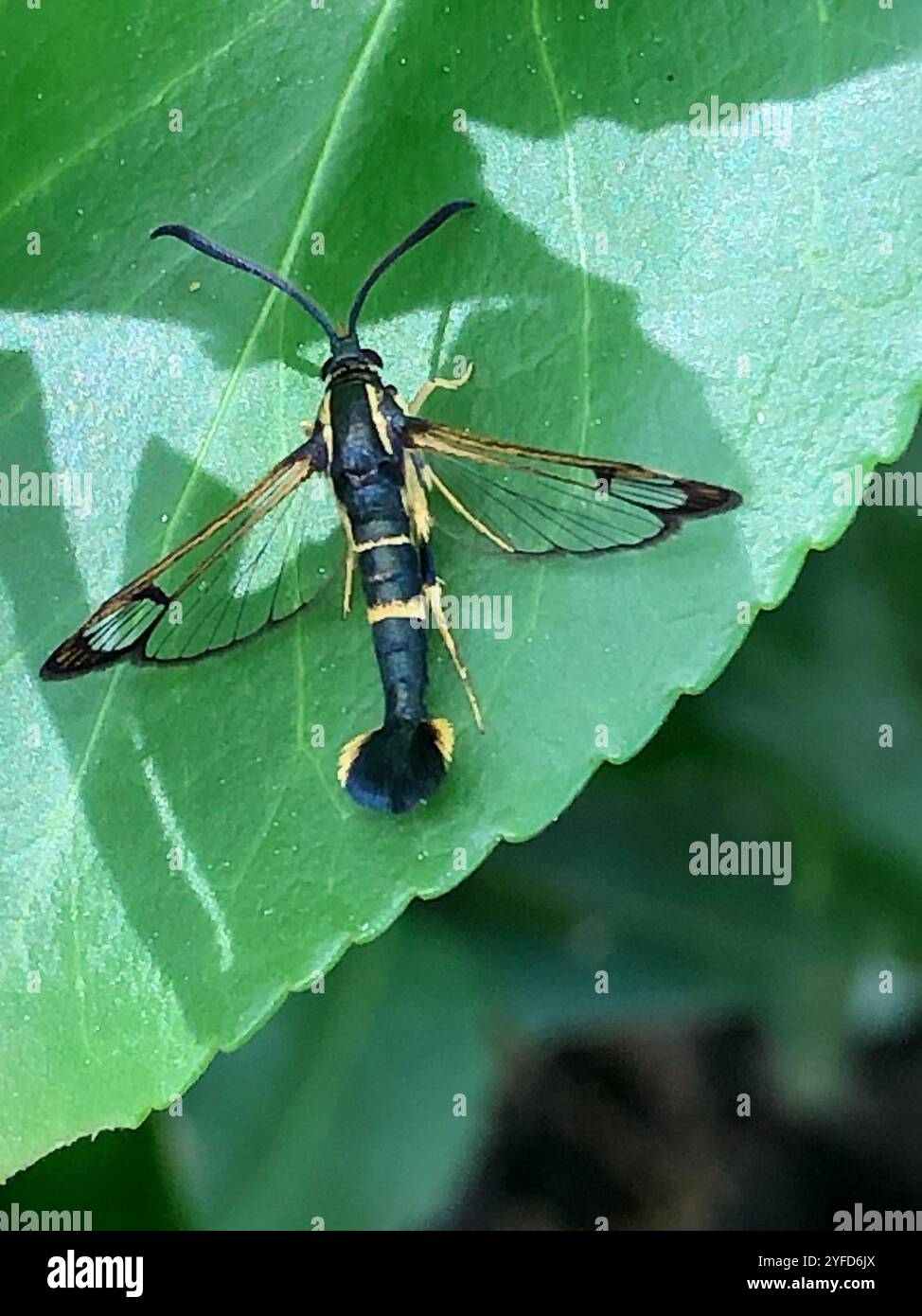 Dogwood borer moth hi-res stock photography and images - Alamy