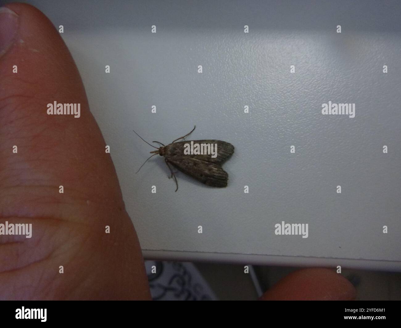 Bee Moth (Aphomia sociella Stock Photo - Alamy
