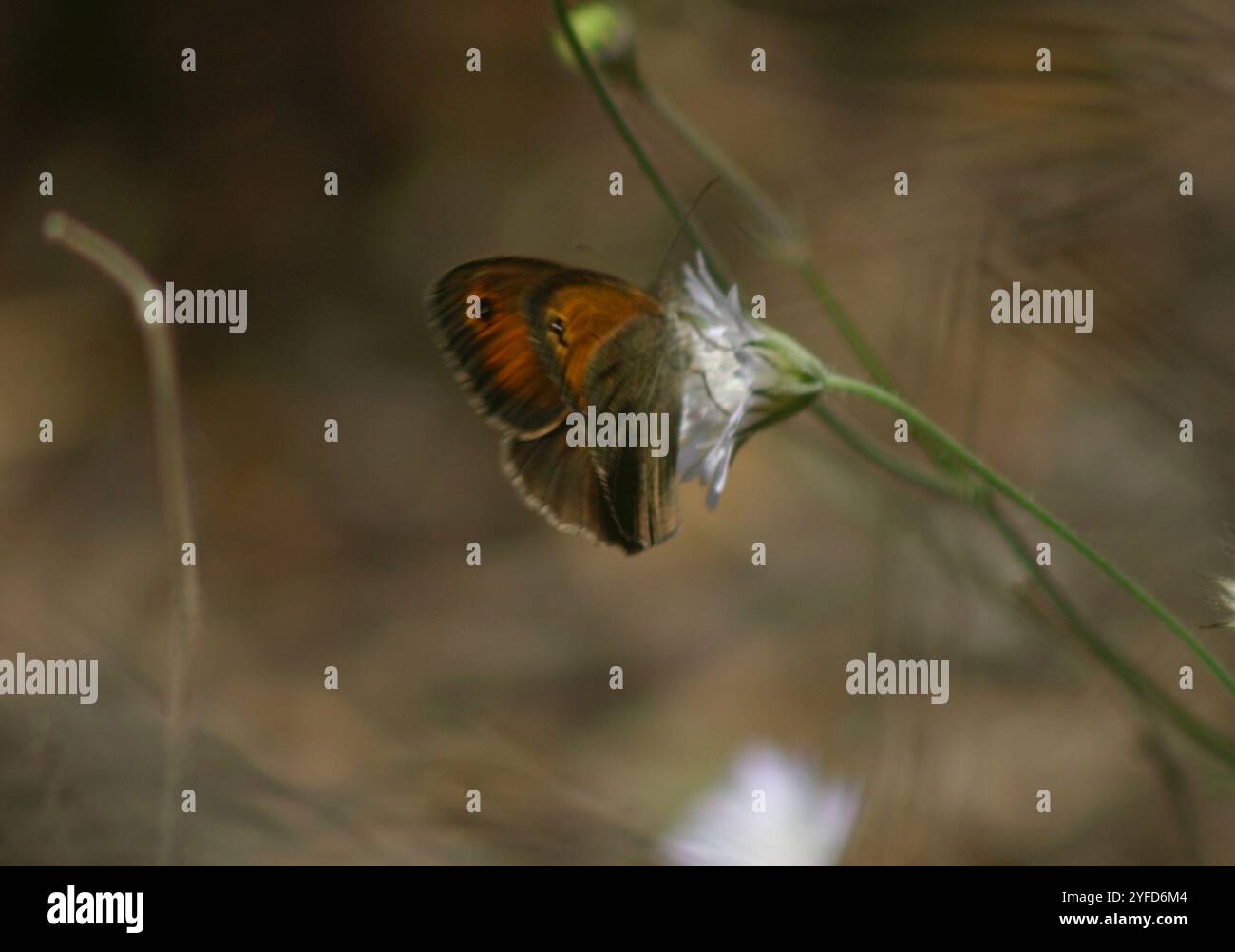 Persian Meadow Brown (Maniola telmessia Stock Photo - Alamy