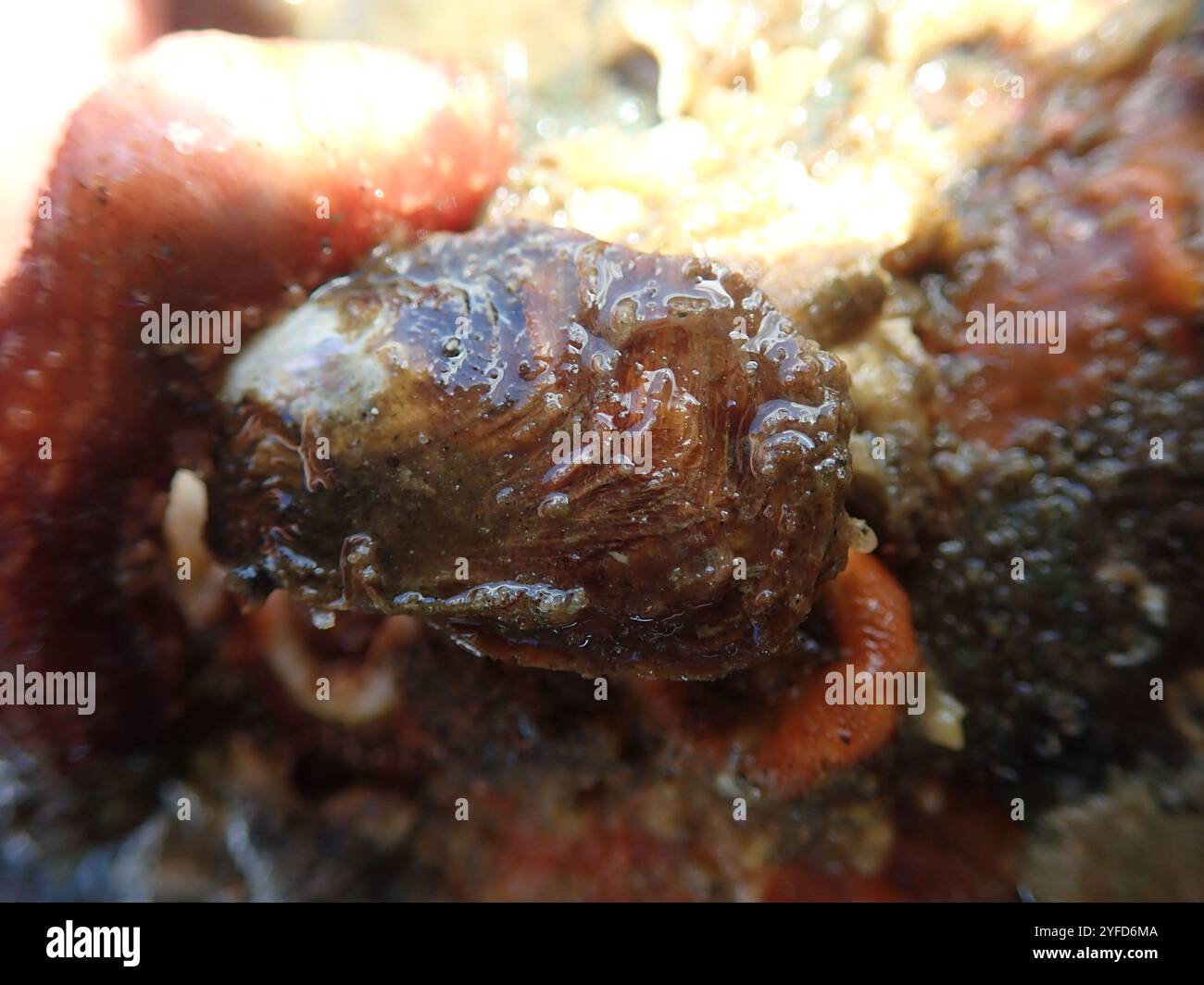 Wrinkled Rock Clam (Entodesma navicula Stock Photo - Alamy