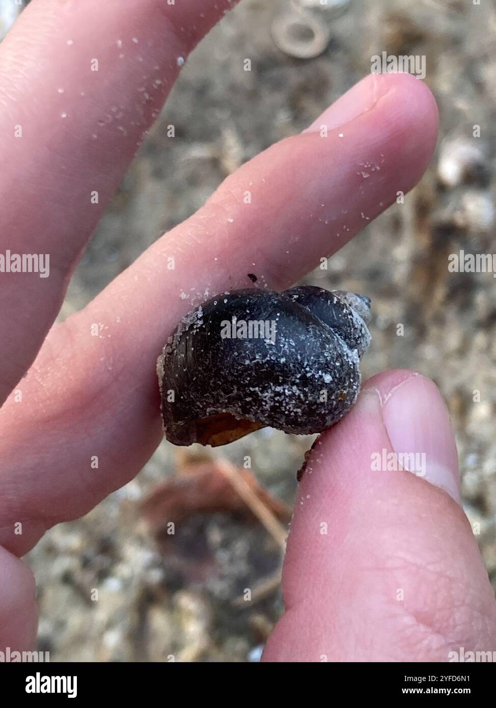River Snails (Viviparidae Stock Photo - Alamy