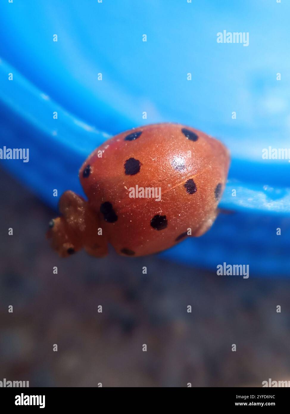 Bryony Ladybird (Henosepilachna argus Stock Photo - Alamy