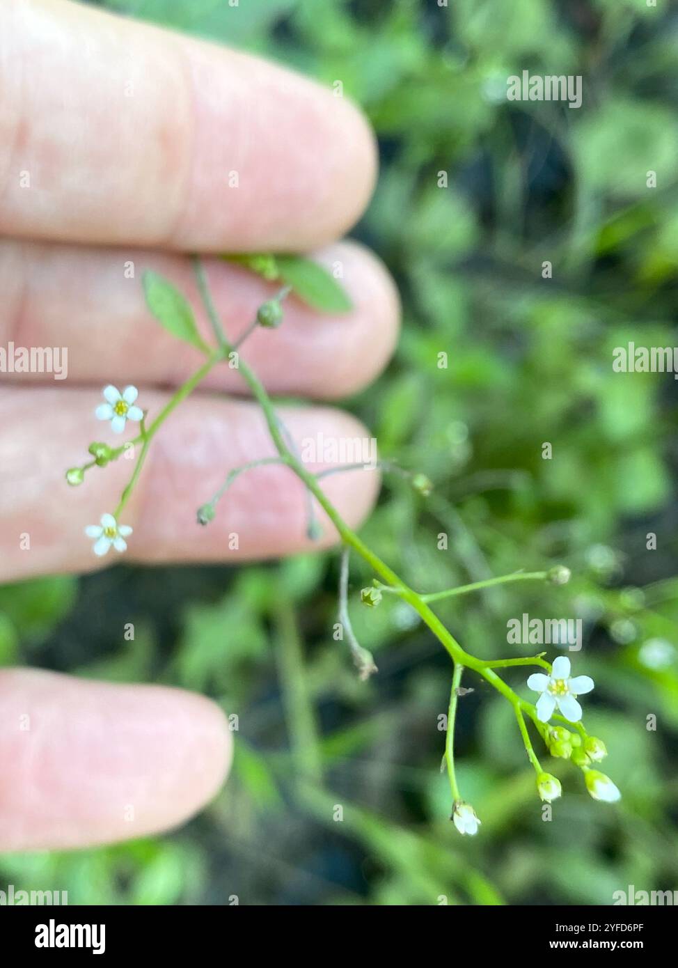 seaside brookweed (Samolus parviflorus Stock Photo - Alamy