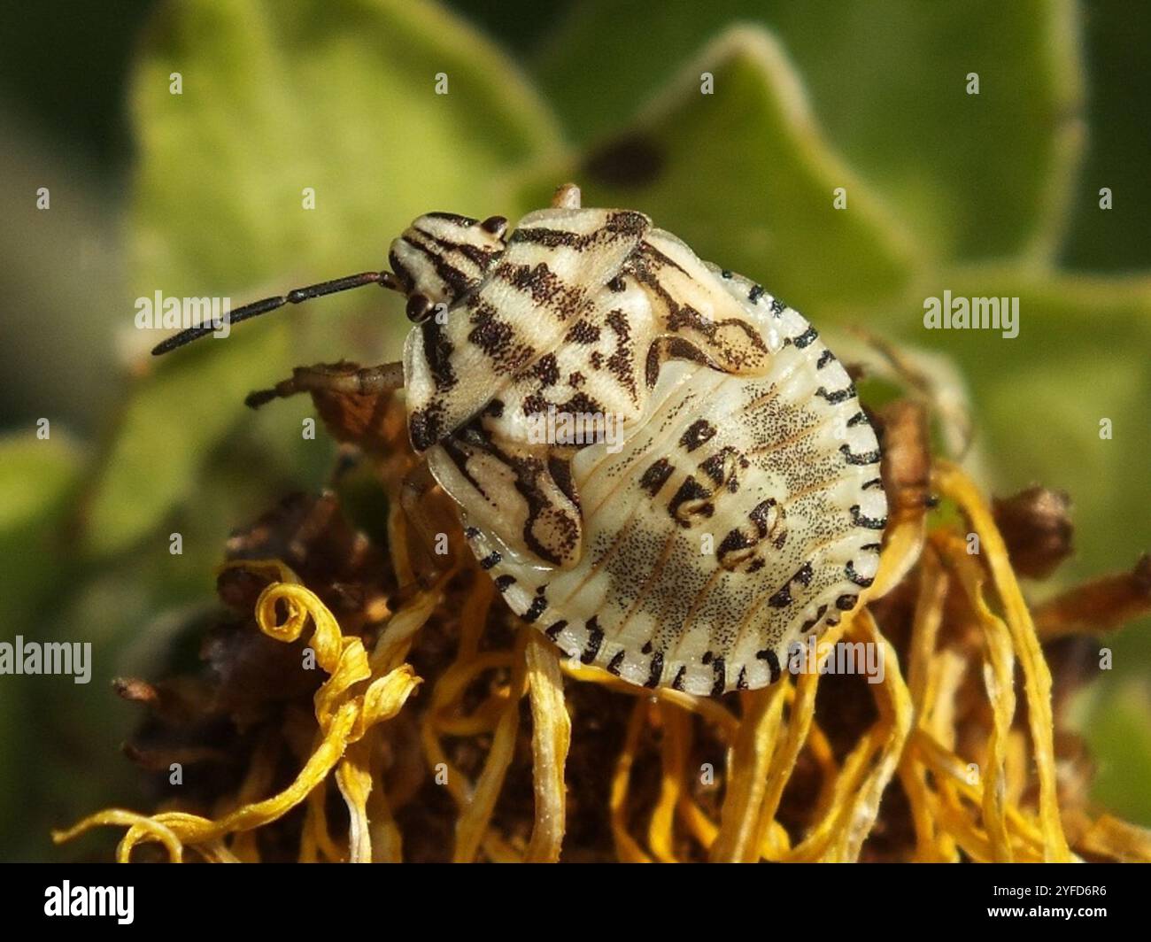 Black-shouldered Shieldbug (Carpocoris purpureipennis Stock Photo - Alamy