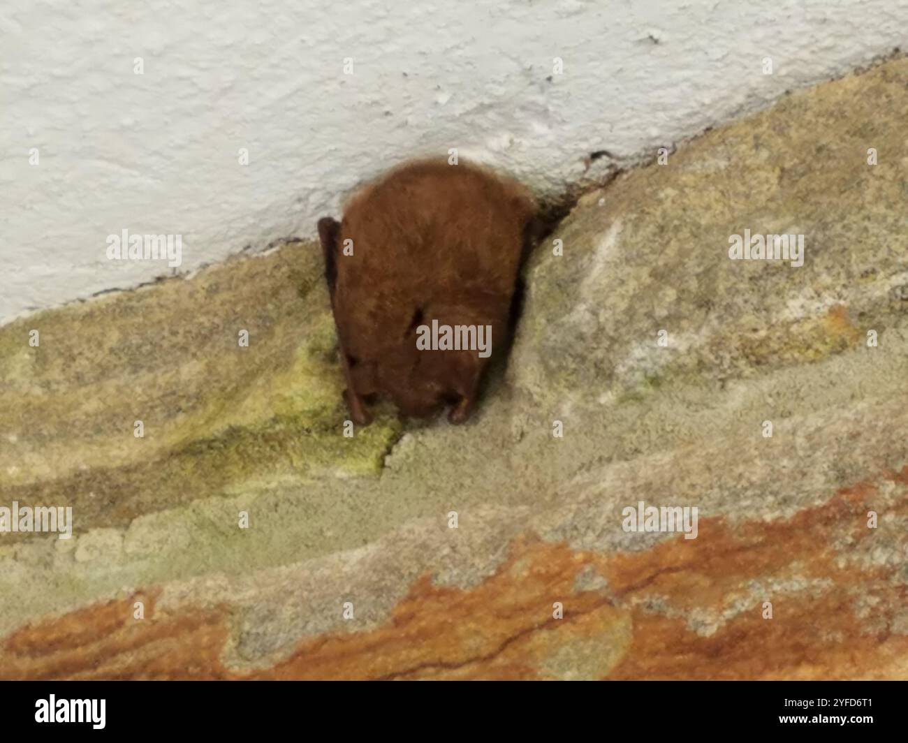 Tricolored Bat (Perimyotis subflavus Stock Photo - Alamy