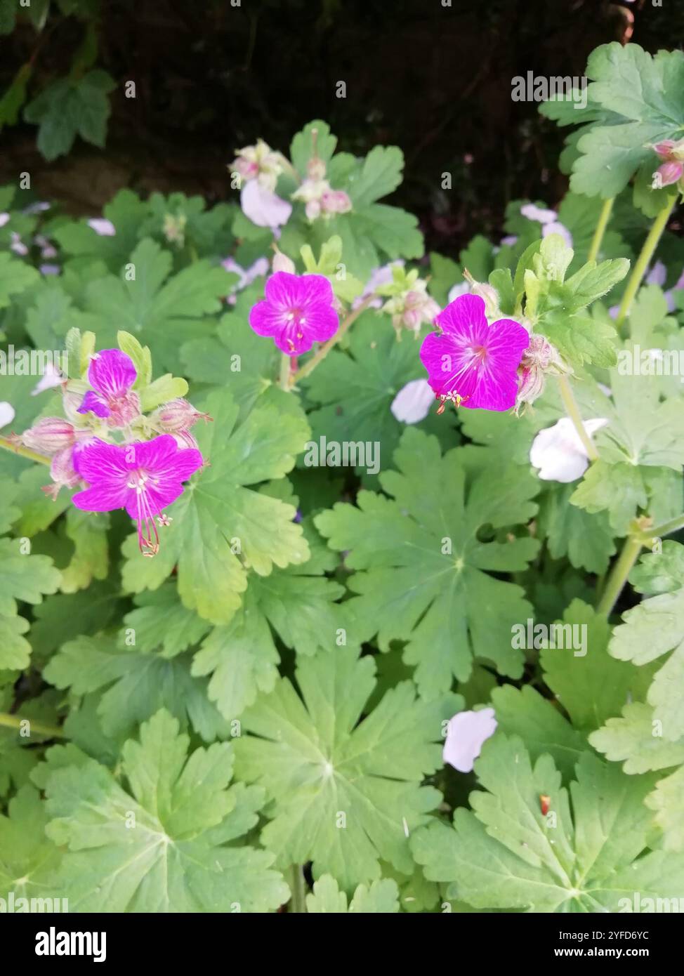 Rock Crane's-bill (Geranium macrorrhizum Stock Photo - Alamy