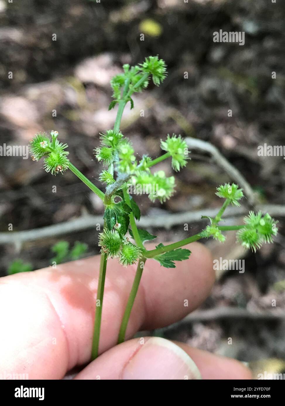 Black Snakeroot (Sanicula canadensis Stock Photo - Alamy