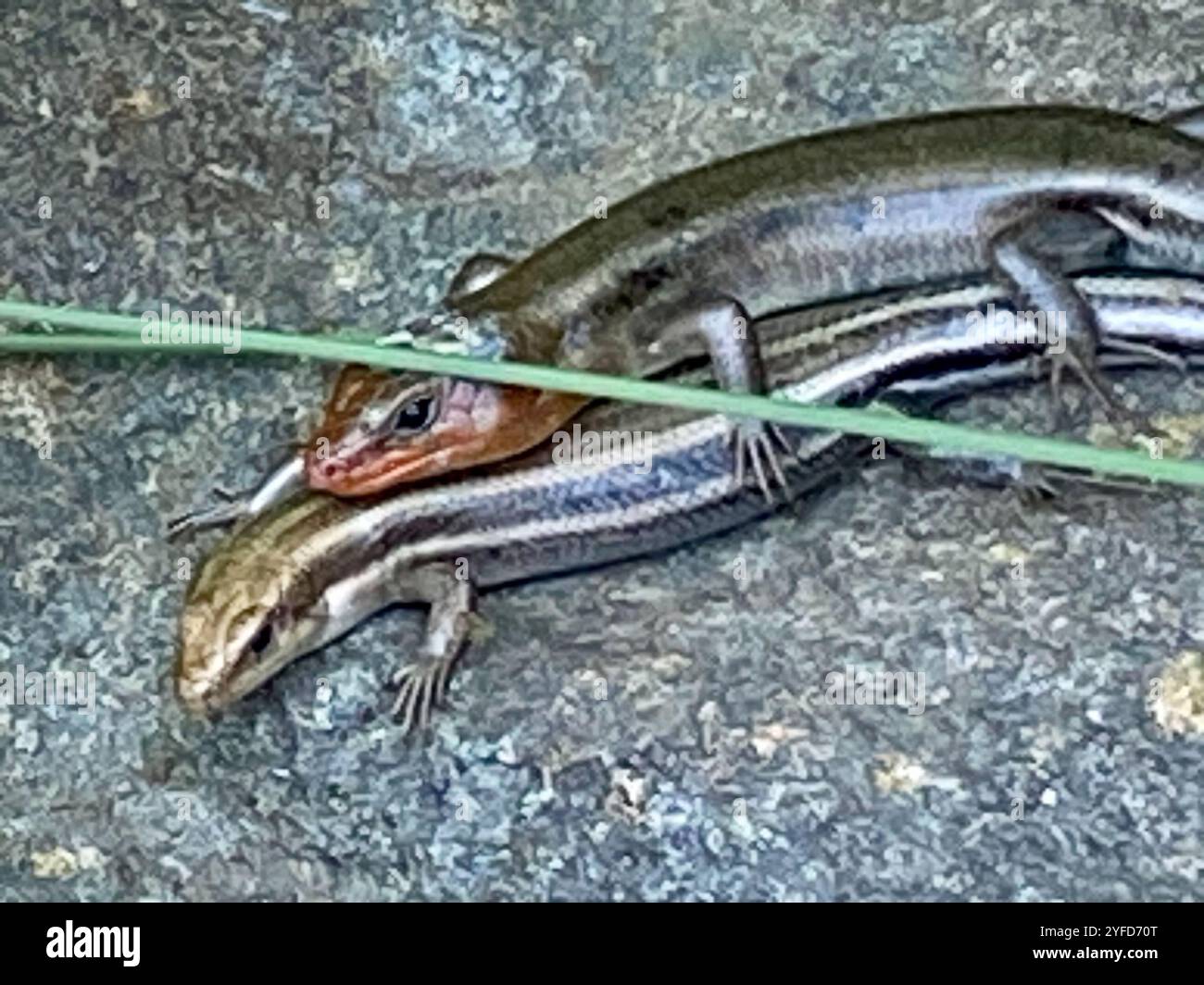 Common Five-lined Skink (Plestiodon fasciatus Stock Photo - Alamy
