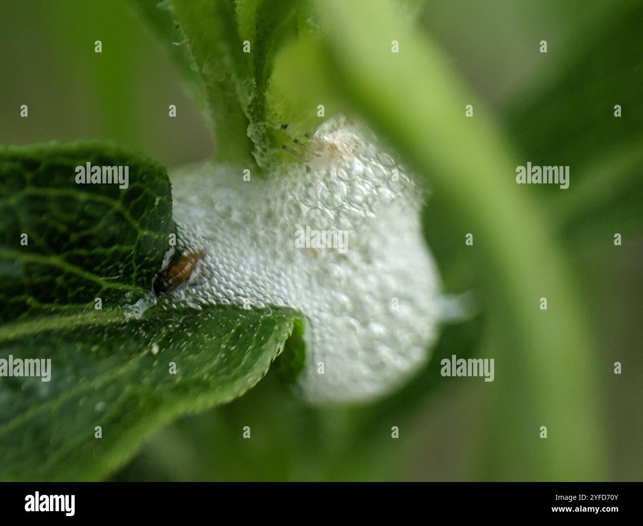 True Spittlebugs (Aphrophoridae Stock Photo - Alamy