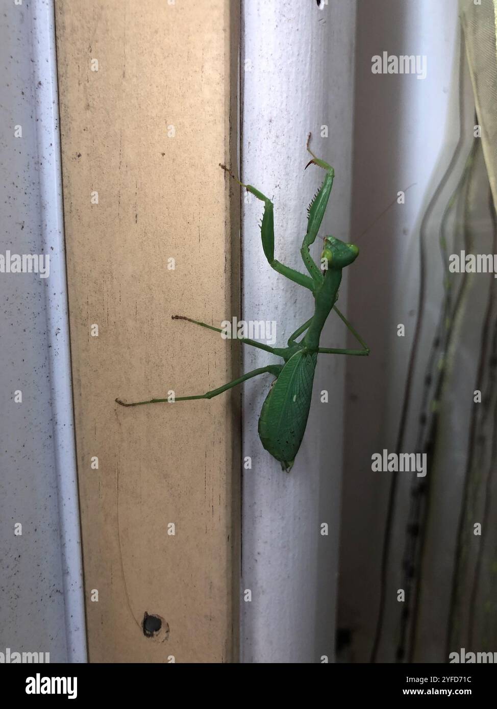 South African Mantis (Miomantis caffra Stock Photo - Alamy