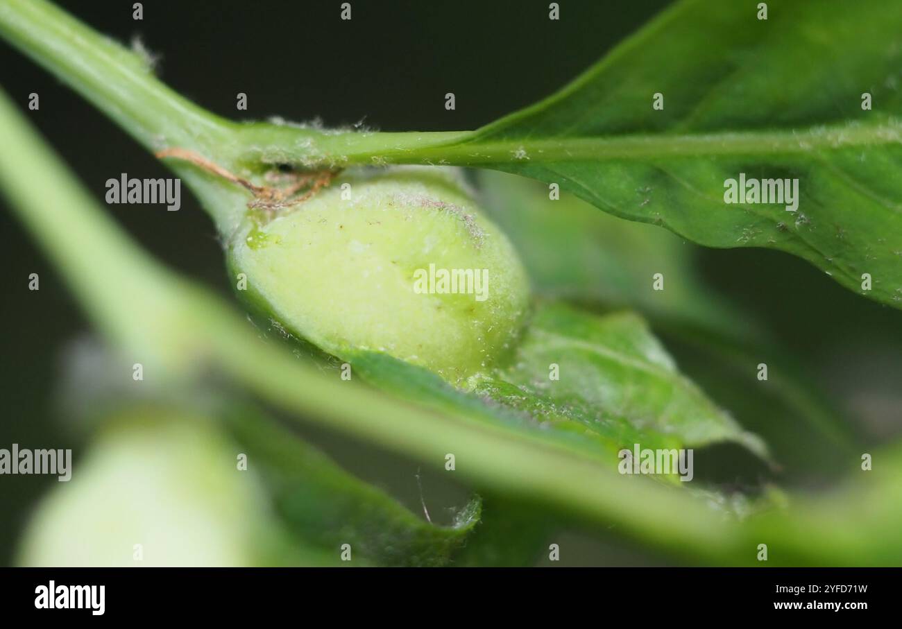 Oak Petiole Gall Wasp (Andricus quercuspetiolicola Stock Photo - Alamy