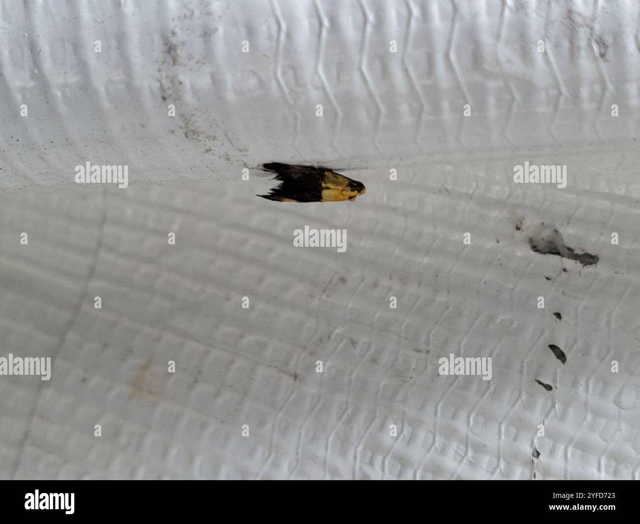 Gold-base Tubic (Oecophora bractella Stock Photo - Alamy