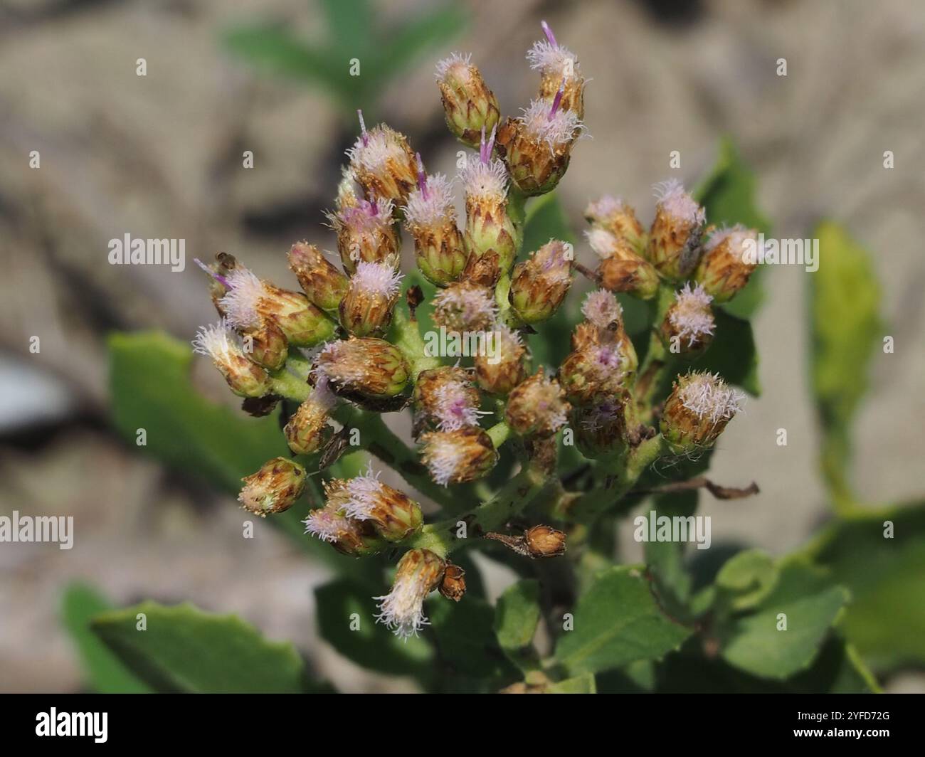 Indian marsh fleabane (Pluchea indica Stock Photo - Alamy