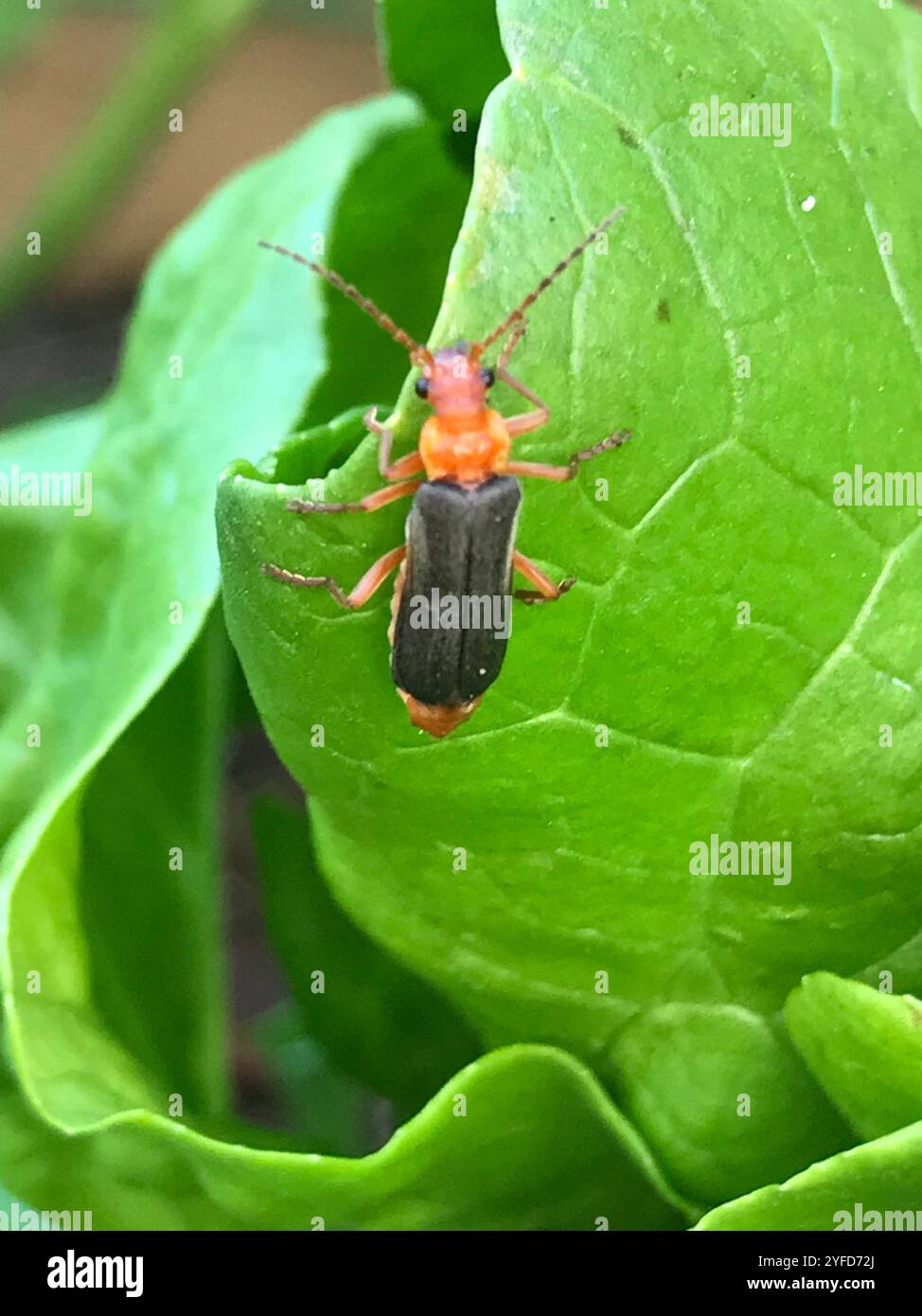 Downy Leather-winged Beetle (Podabrus pruinosus Stock Photo - Alamy
