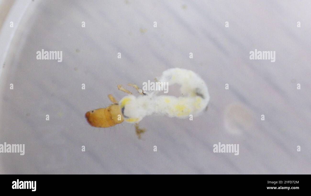 Little Black Caddisflies (Chimarra Stock Photo - Alamy