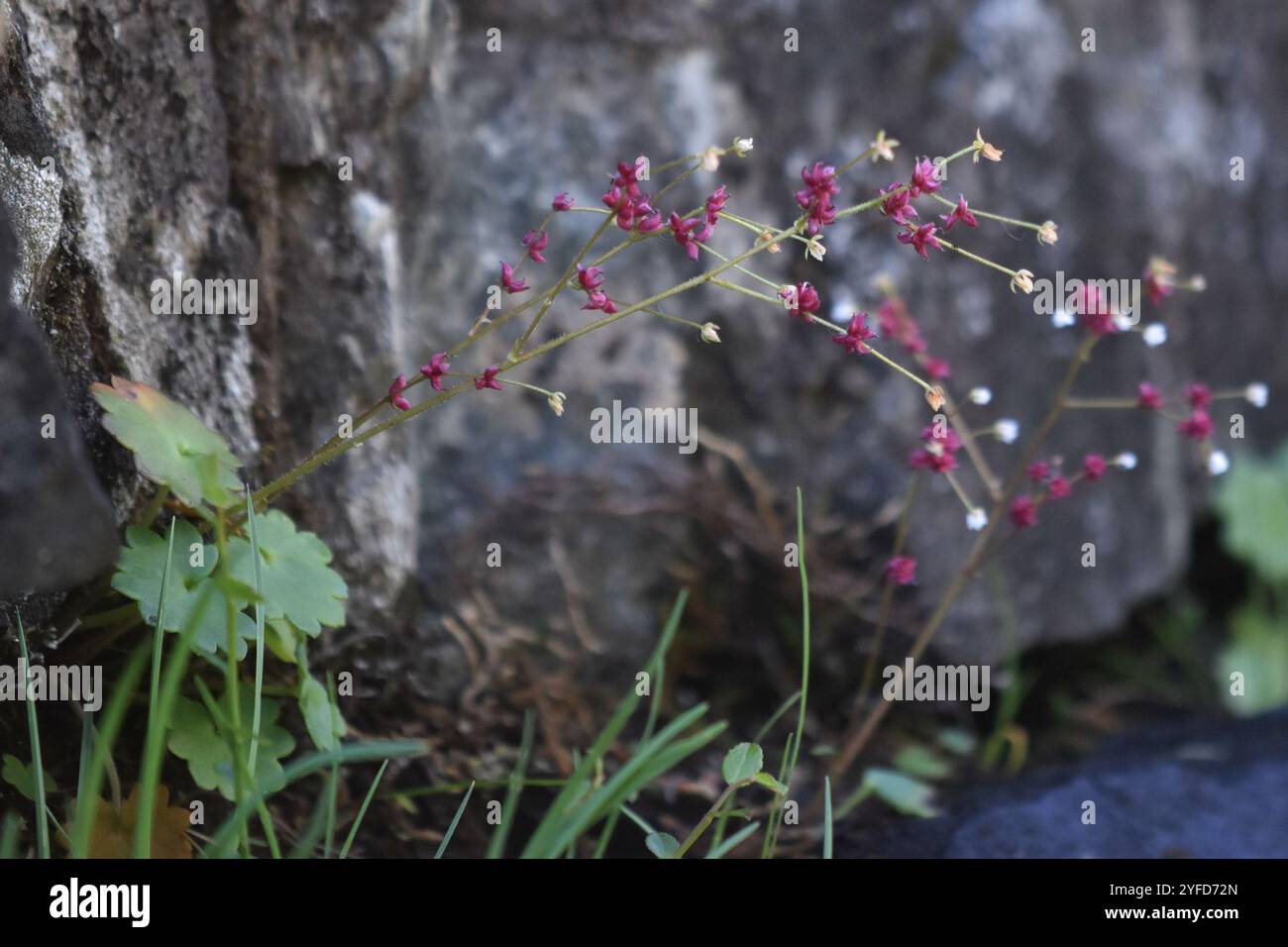 Saxifraga mertensiana hi-res stock photography and images - Alamy