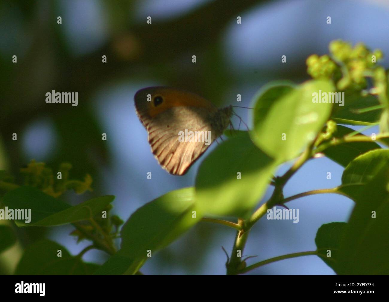 Persian Meadow Brown (Maniola telmessia Stock Photo - Alamy