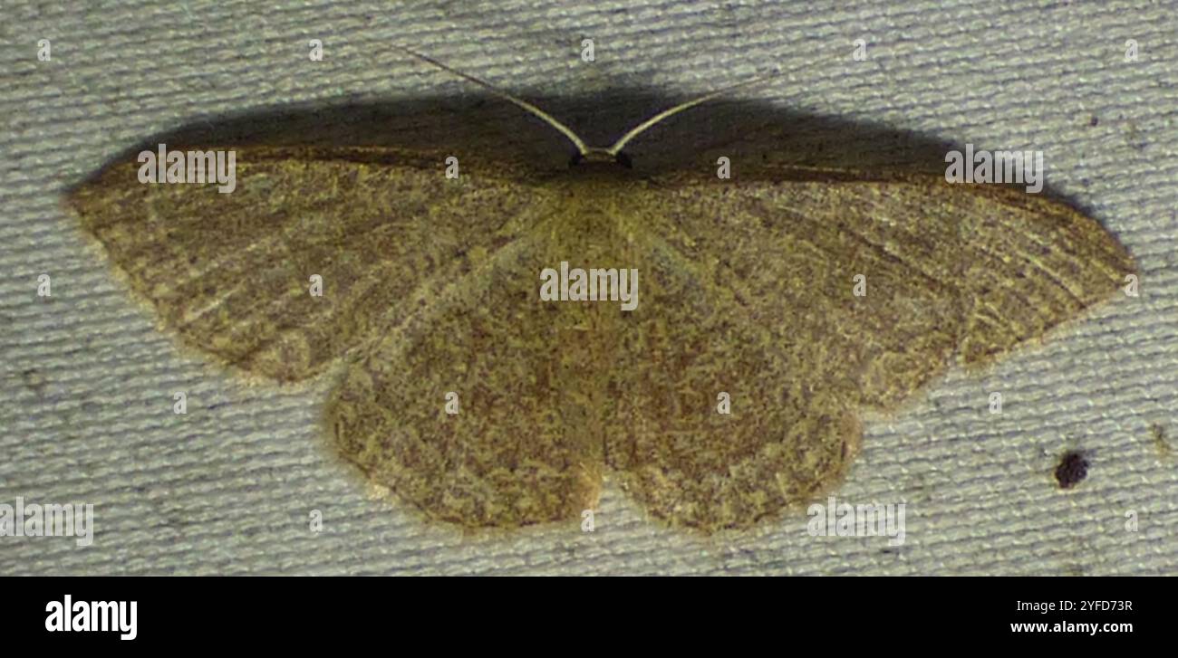 Common Tan Wave (Pleuroprucha insulsaria Stock Photo - Alamy