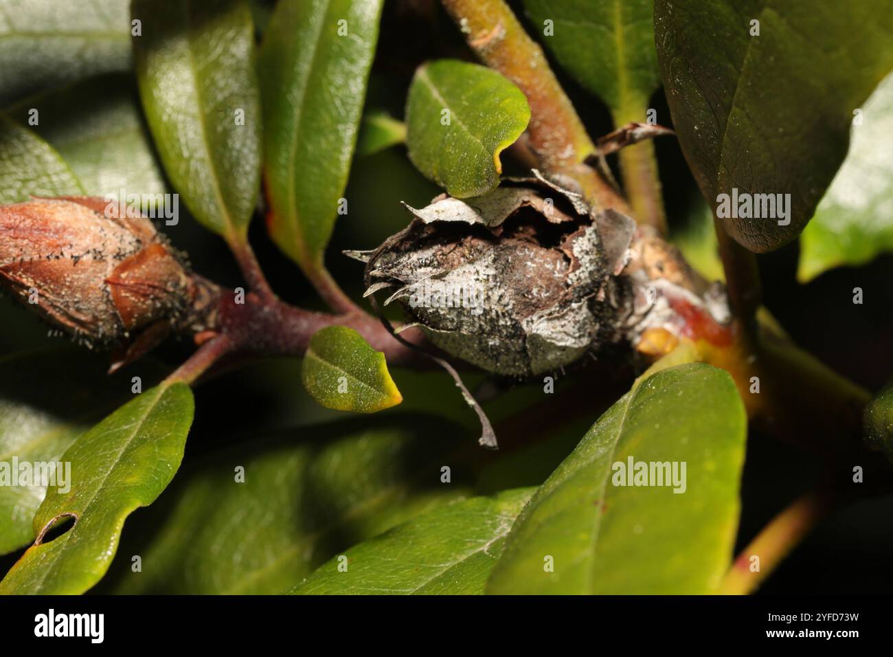 Rhododendron Blight (Seifertia azaleae Stock Photo - Alamy