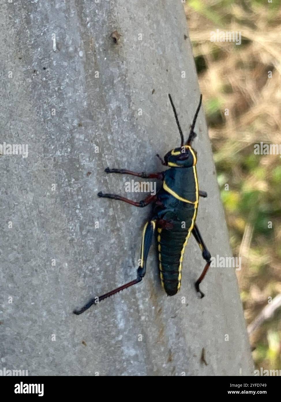 Eastern Lubber Grasshopper (Romalea microptera Stock Photo - Alamy