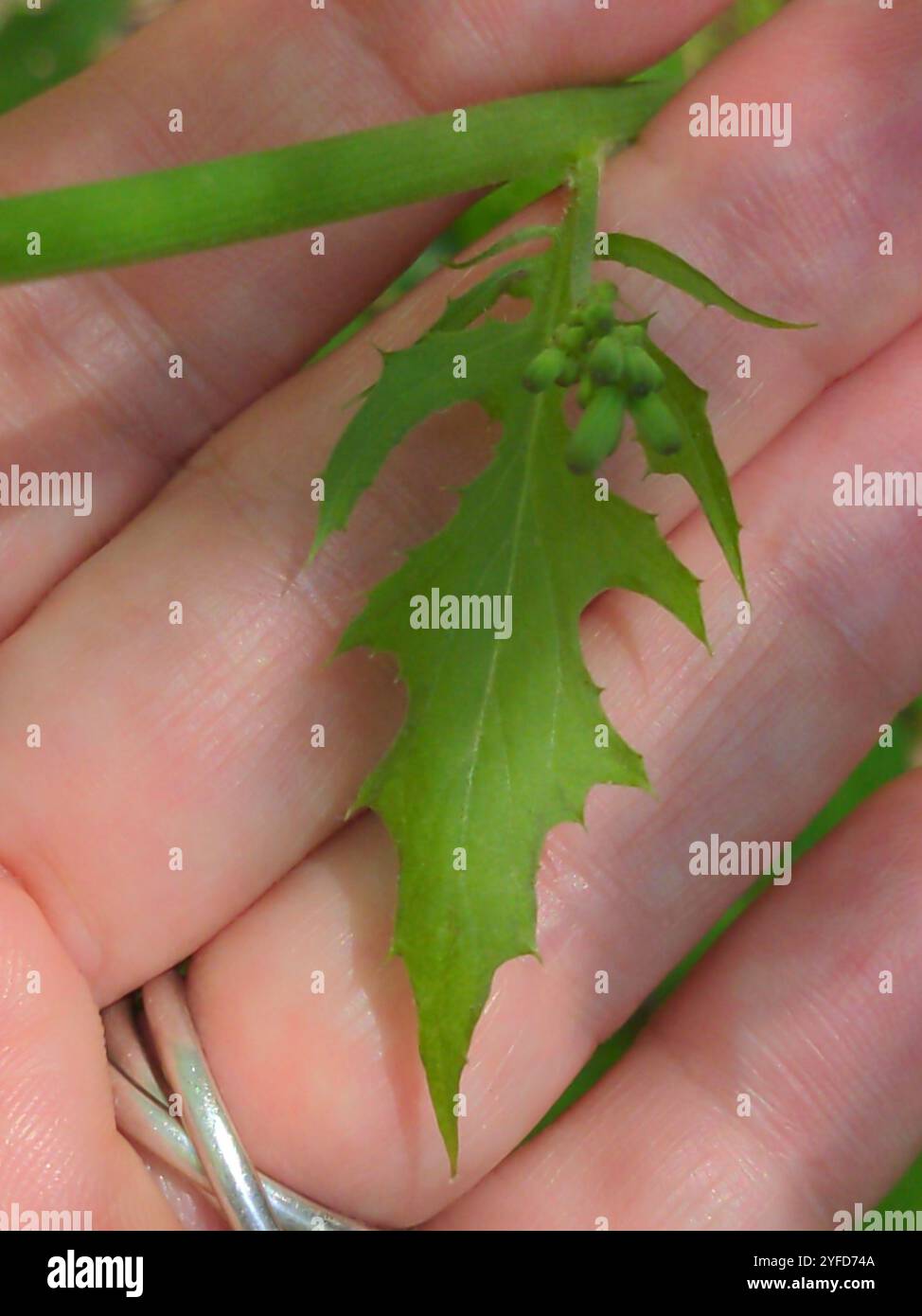 Oriental false hawksbeard (Youngia japonica Stock Photo - Alamy