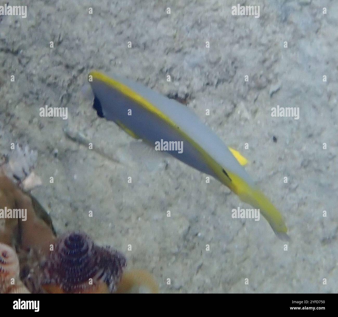 Spotfin butterflyfish chaetodon ocellatus hi-res stock photography and ...