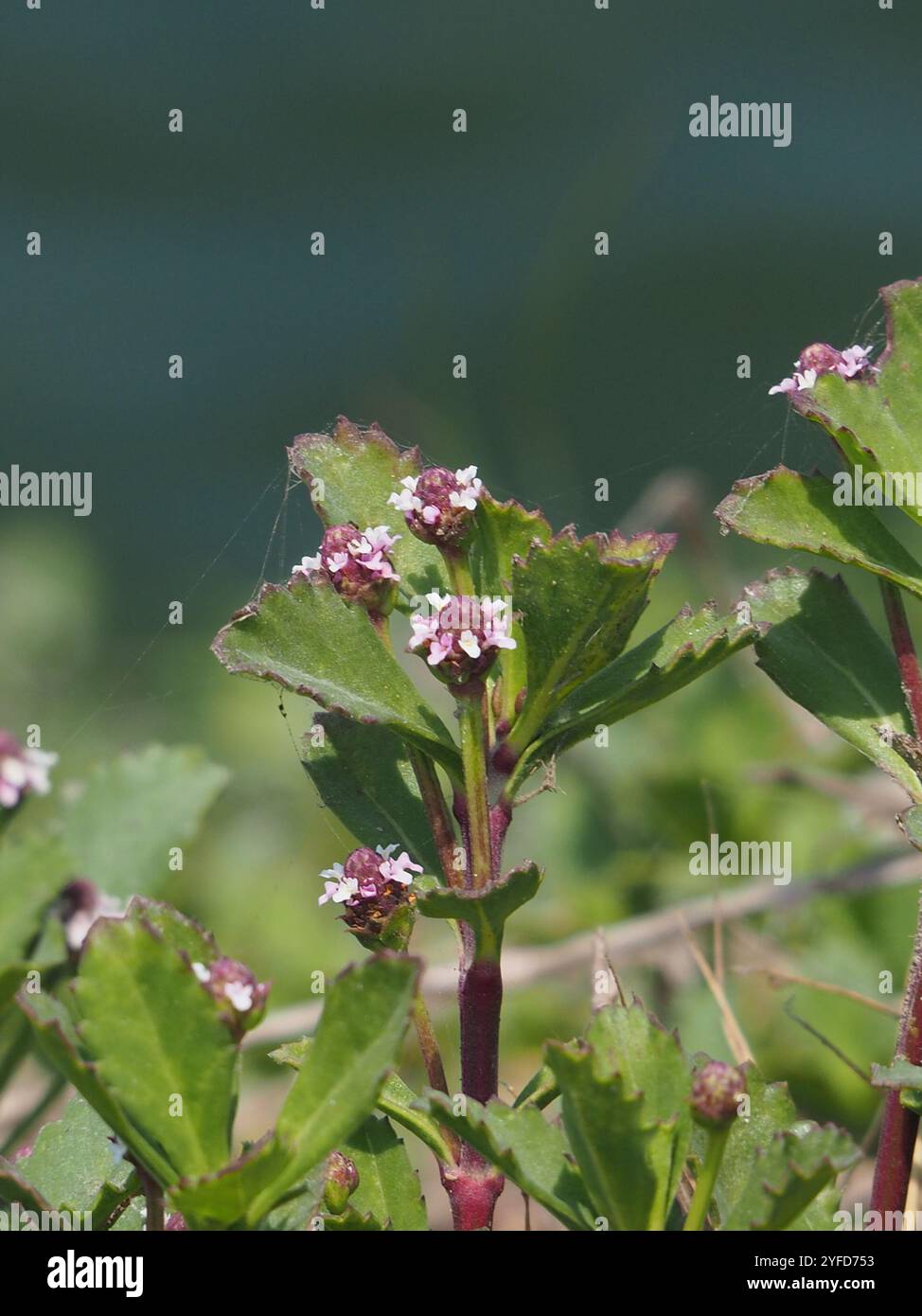 turkey tangle frogfruit (Phyla nodiflora Stock Photo - Alamy