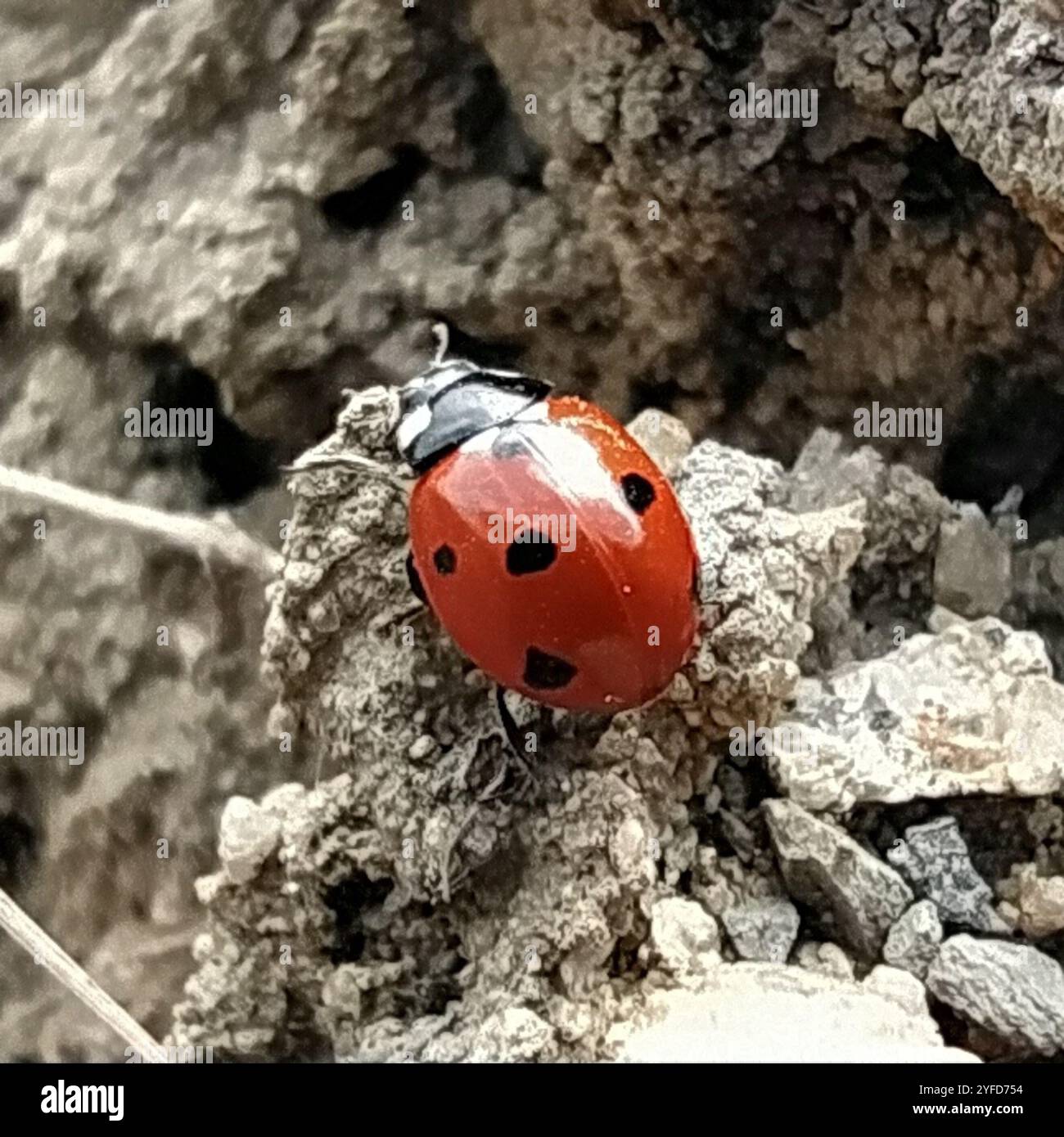 Seven-spotted Lady Beetle (Coccinella septempunctata Stock Photo - Alamy