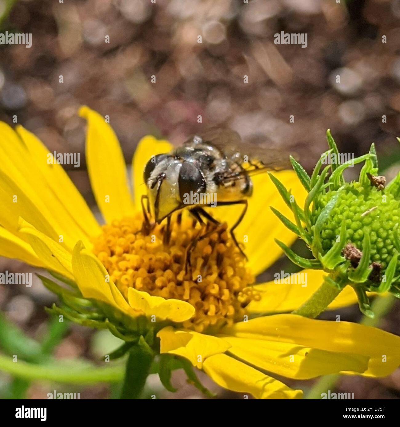 Yellow-spotted Bromeliad Fly (Copestylum avidum Stock Photo - Alamy