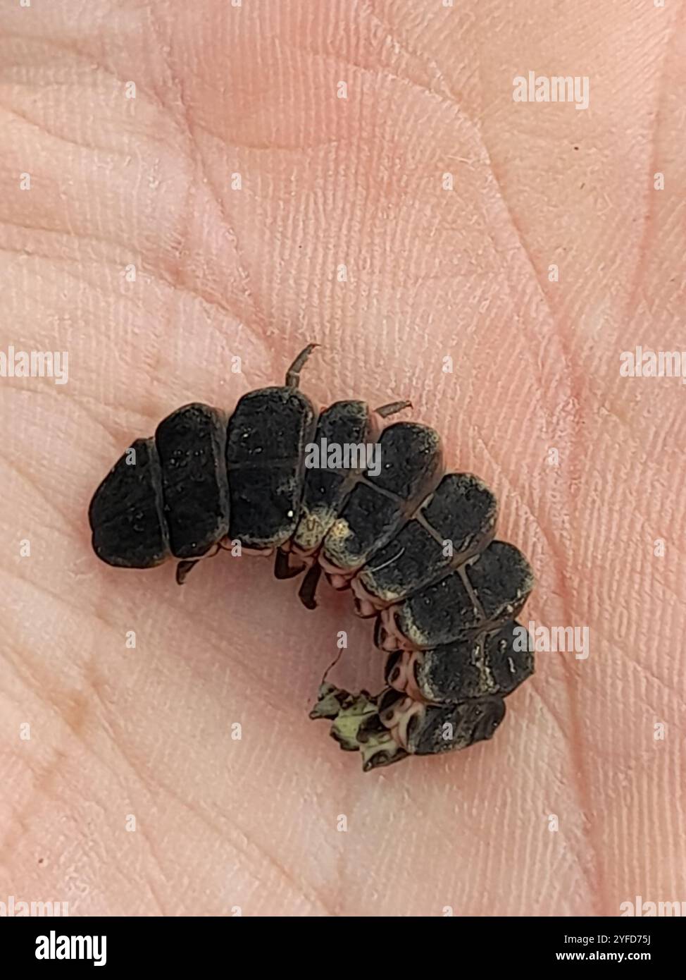 Mediterranean Pale Glow-worm (Nyctophila reichii Stock Photo - Alamy