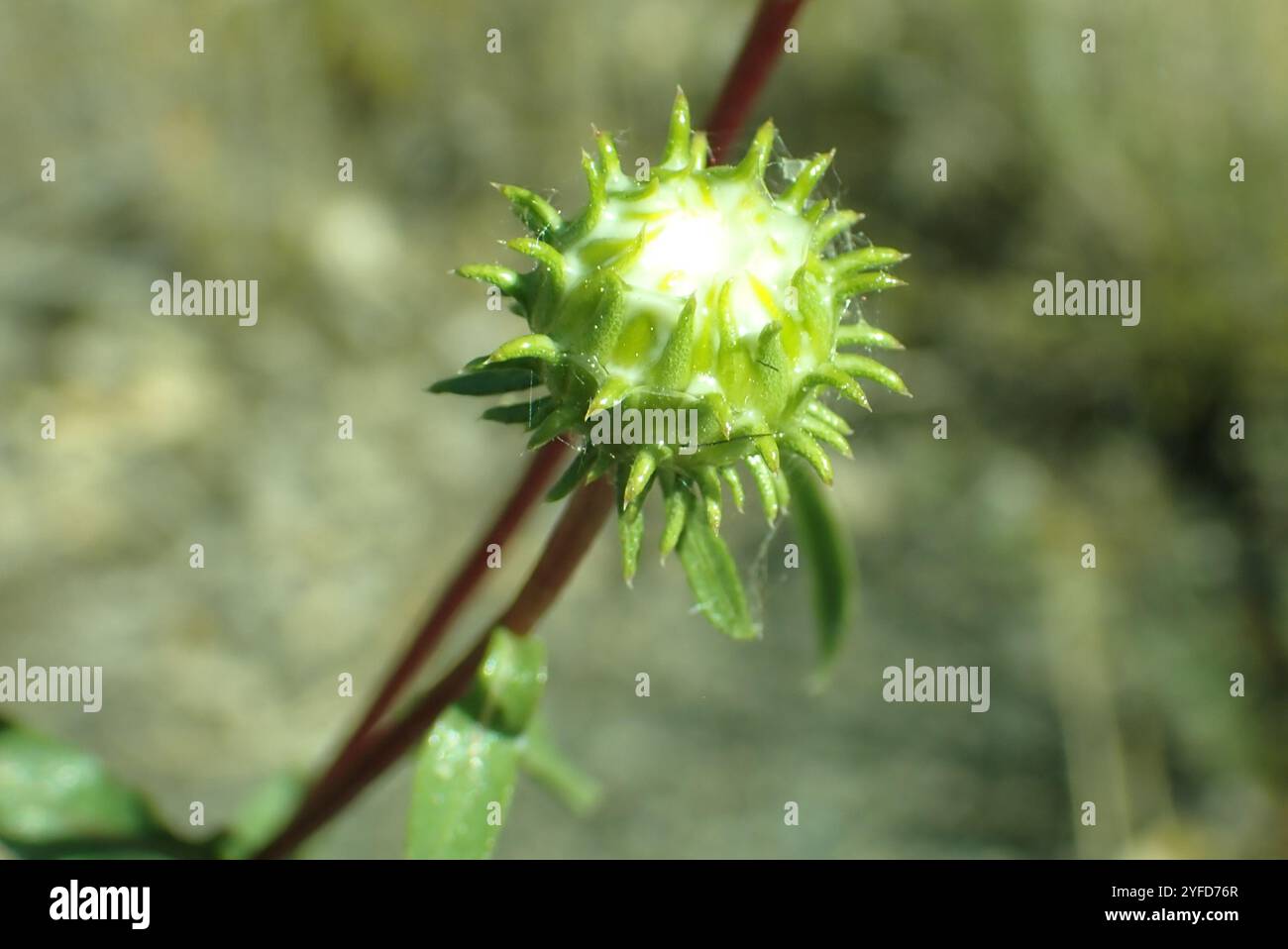 Great Valley gumweed (Grindelia camporum Stock Photo - Alamy